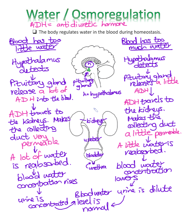 1.21 Osmoregulation – Science Success