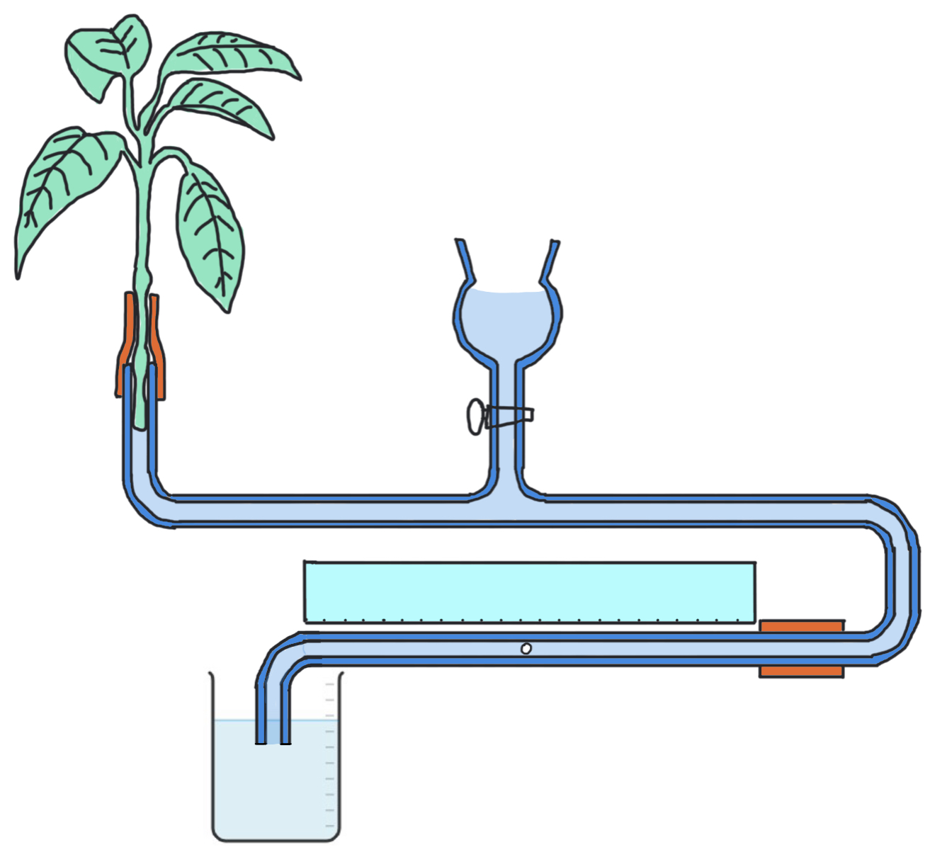 A.22.1 potometer – Science Success