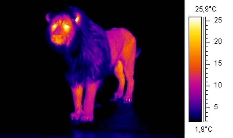 Infrared lion – Science Success