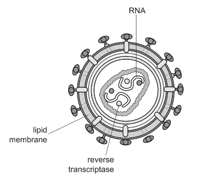 a type of pathogen that can cause disease – Science Success