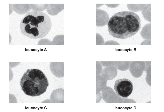 photomicrographs of leucocytes – Science Success