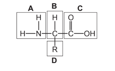 The diagram below shows the structure of an amino acid. Four regions ...