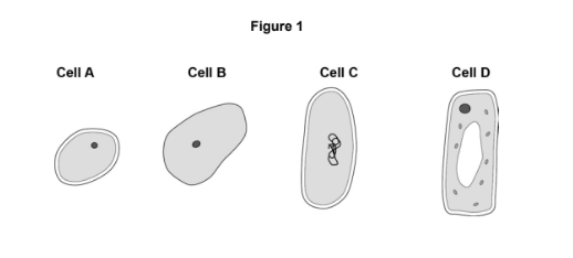 Figure 1 shows four different types of cell – Science Success