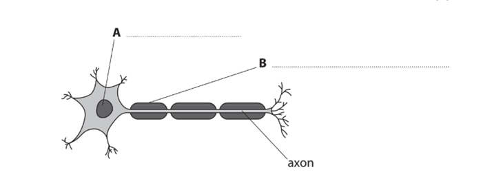 The diagram shows a neurone 2 – Science Success