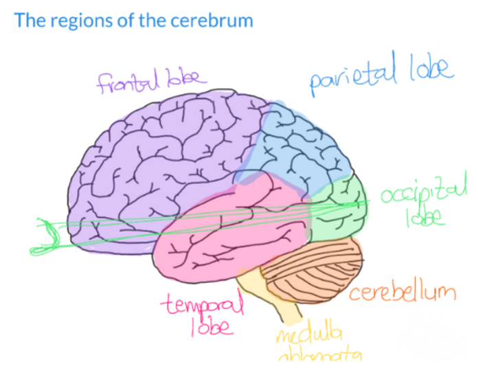 1.28 B The regions of the cerebrum – Science Success