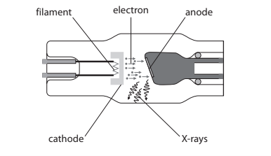 The diagram shows X-rays being produced when fast moving electrons hit ...